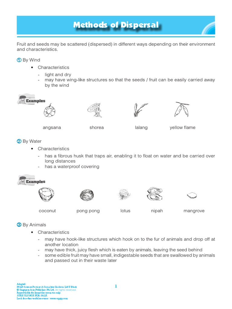Methods of Dispersal Min | PDF | Fruit | Seed