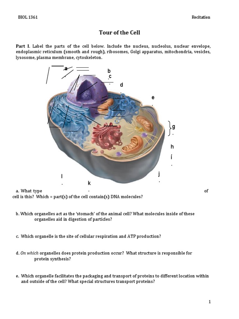 Cell Structure and Protein Secretion Guide | PDF | Endoplasmic ...