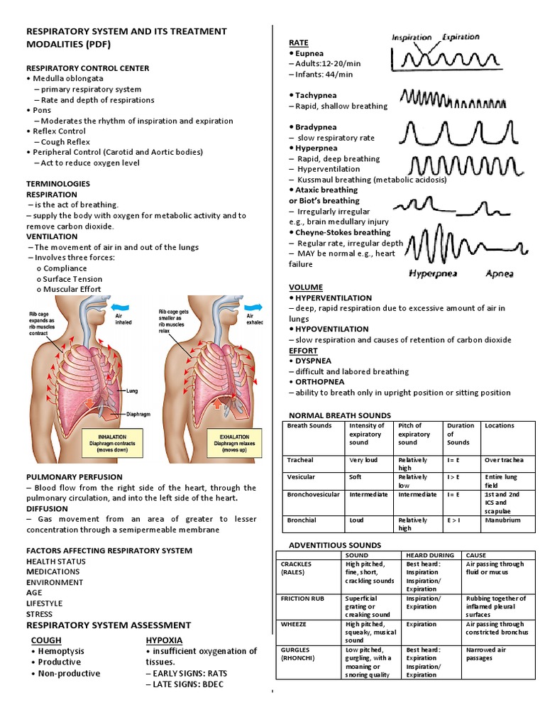 Respiratory System | PDF | Breathing | Exhalation