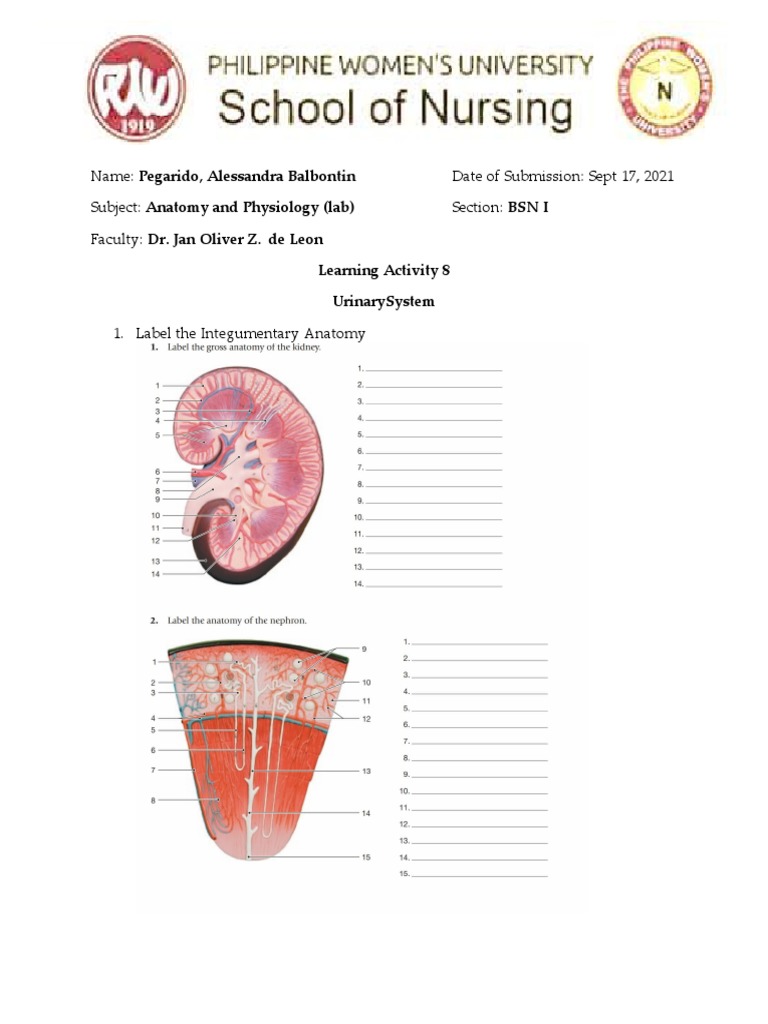 Urinary System (Anatomy and Physiology) | PDF | Kidney | Organ (Anatomy)