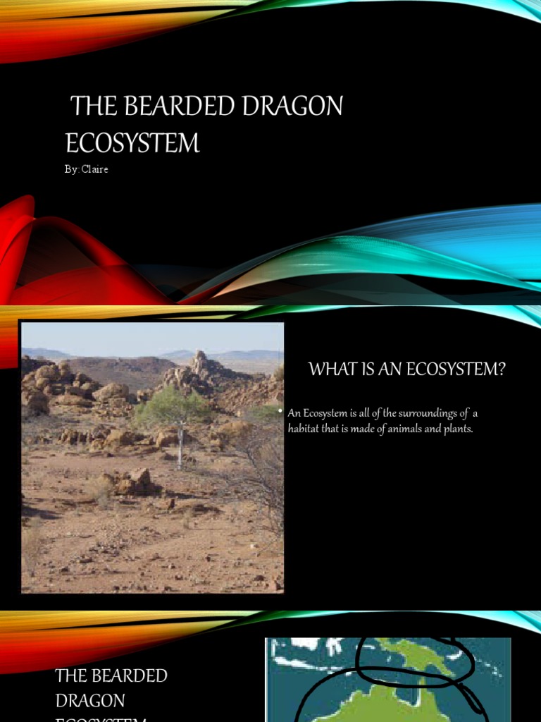 Bearded Dragon Ecosystem by Claire | PDF