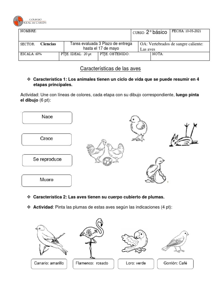 Actividades sobre el ciclo de vida de las aves | PDF