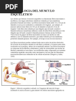 Estructura y función de los miocitos | PDF | Músculo | Biología Celular