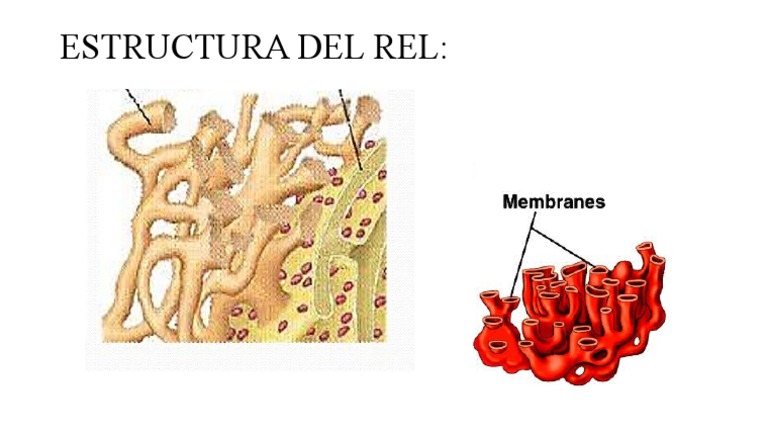 Estructura Del Rel | PDF