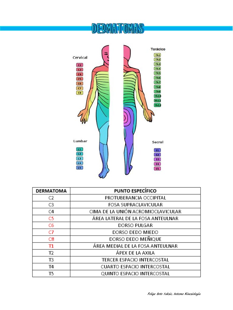 Dermatomas y Miotomas | PDF