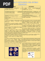 Filogénesis y Ontogénesis Del Sistema Nervioso | PDF | Sistema nervioso ...