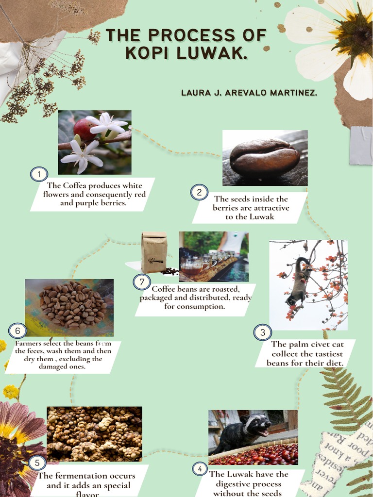 The Process of Kopi Luwak. | PDF