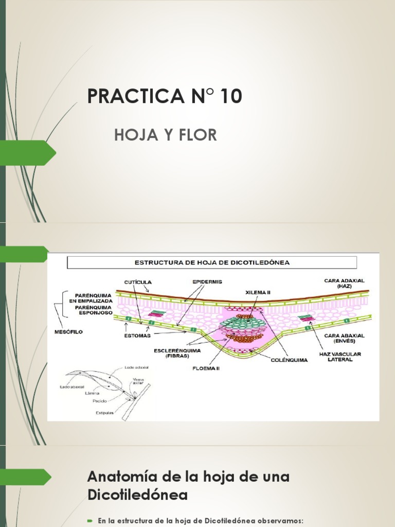 Practica 10-Hoja y Flor | PDF | Hoja | Flores