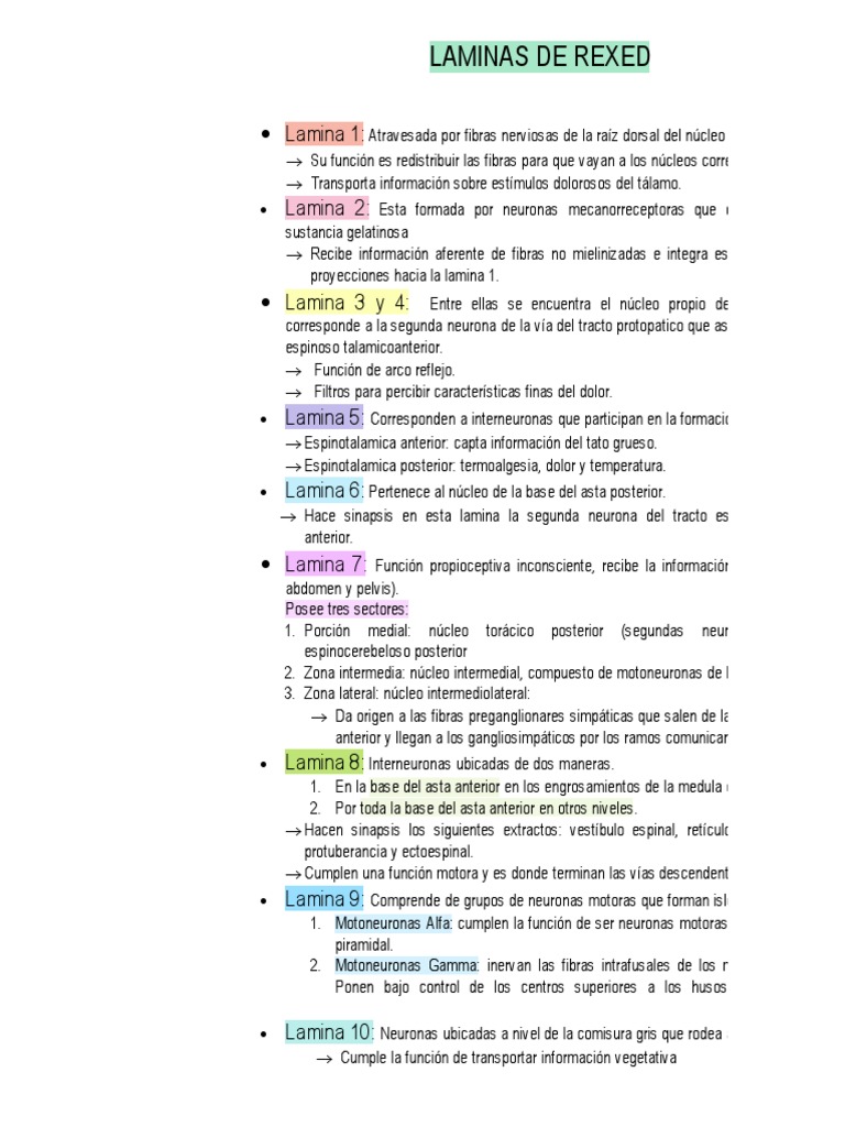 Funciones de las Láminas de Rexed | PDF | Neurona | Neurociencia