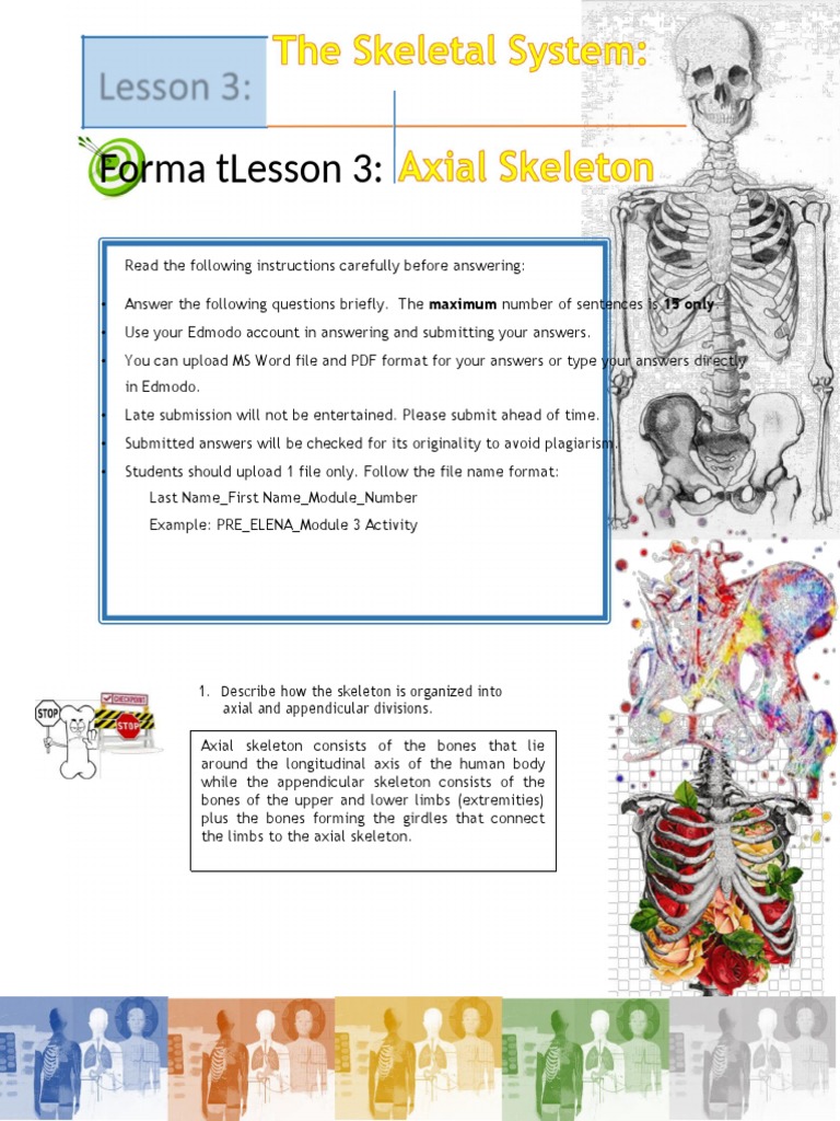 Skeletal System Lesson 3 | PDF | Skull | Human Nose