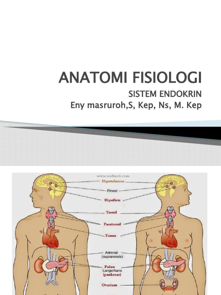 Anatomi Fisiologi Endokrin | PDF