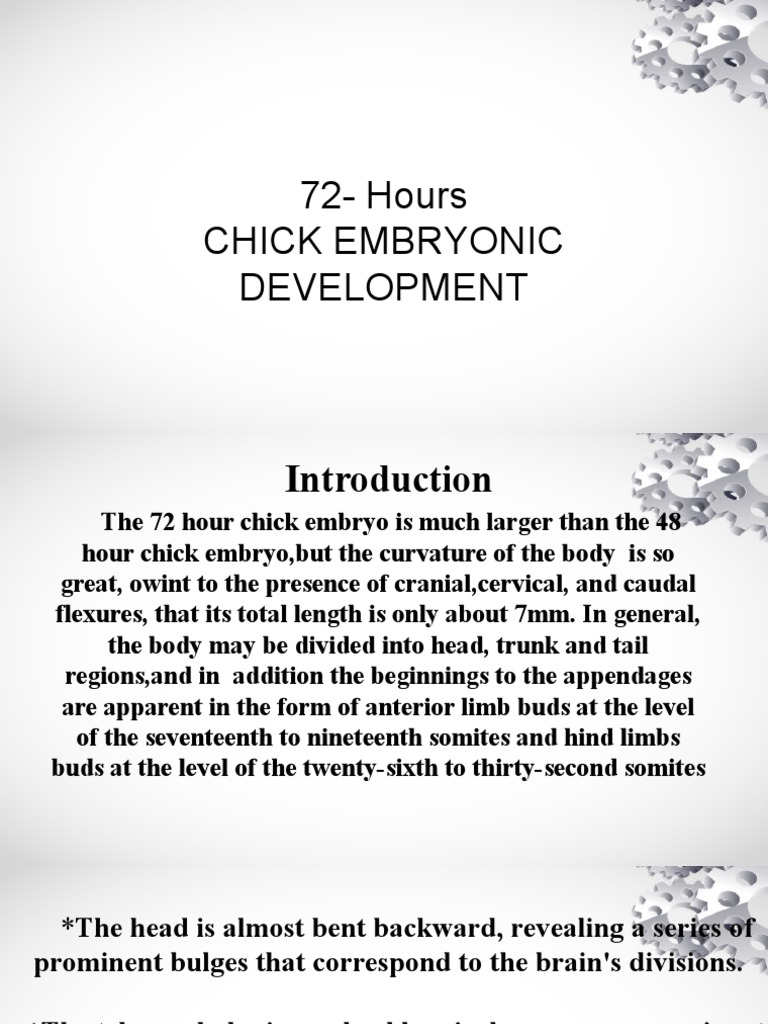 72-Hour Chick Embryo Development Overview | PDF | Gastrointestinal ...