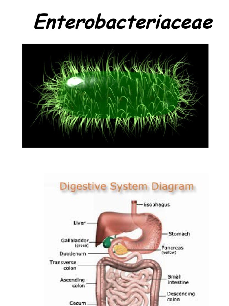 Enterobac 2016. | PDF