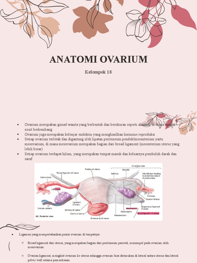 Anatomi Dan Histologi Ovarium | PDF