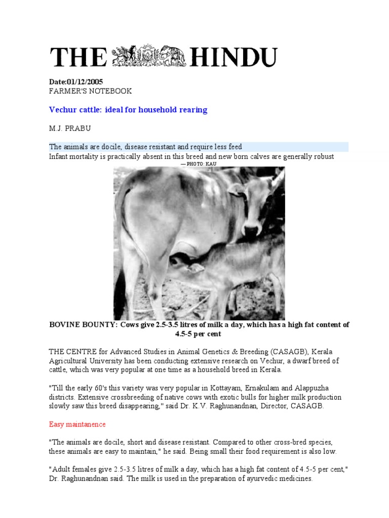 Vechur Cow | PDF | Cattle | Livestock