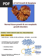 Avian Excretory System Overview | PDF | Kidney | Abdomen