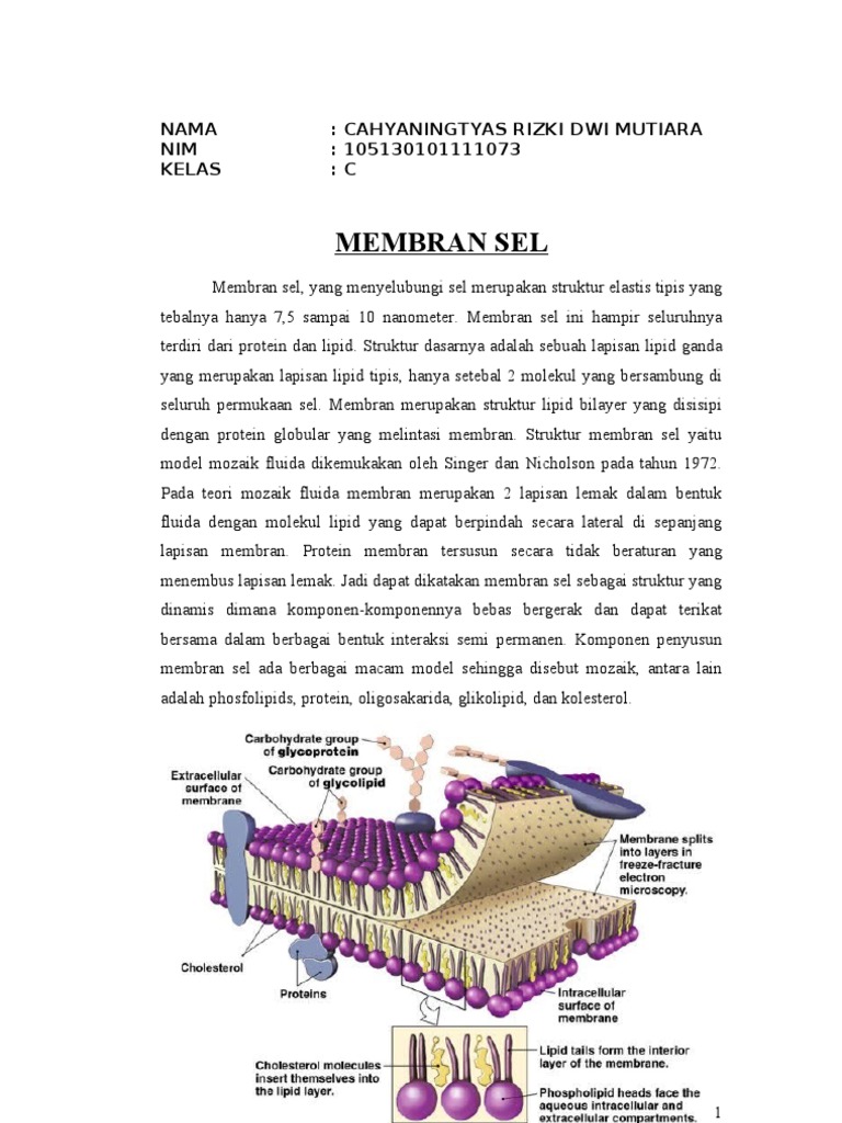 Membran Structure | PDF