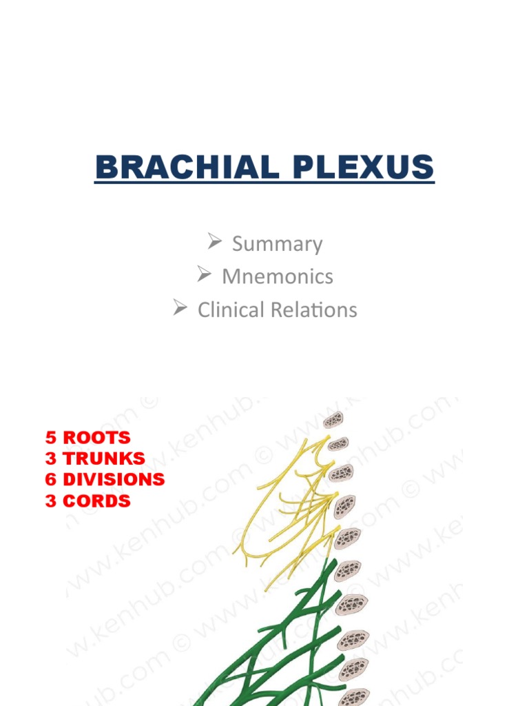 Brachial Plexus: Summary Mnemonics Clinical Relations | PDF | Musculoskeletal System | Limbs ...