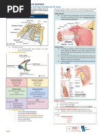 Anatomi Fossa Axillaris | PDF | Arm | Limbs (Anatomy)