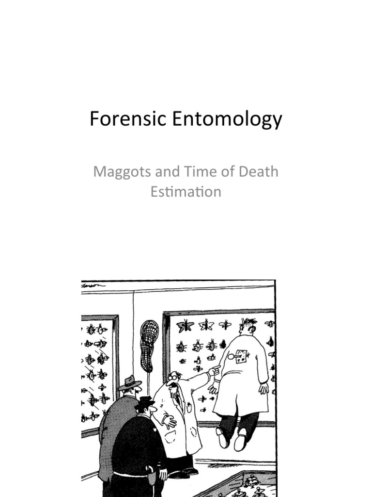 Forensic Entomology: Maggots and Time of Death Estimation | PDF ...