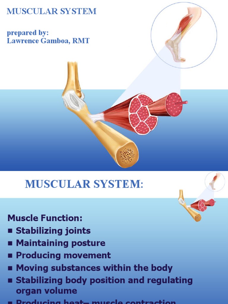 Bs Pharma Muscular System | PDF | Skeletal Muscle | Muscle