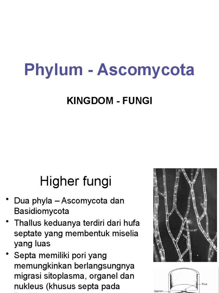Reproduksi dan Struktur Ascomycota | PDF