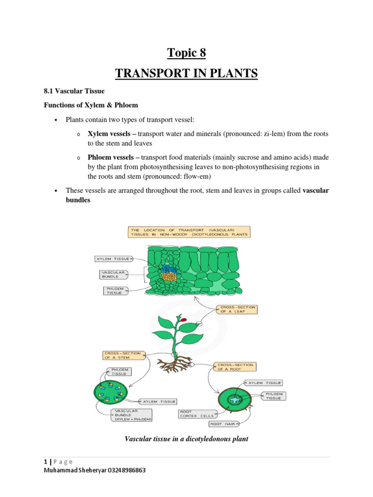 Topic 8 Transport in Plants: 8.1 Vascular Tissue Functions of Xylem ...