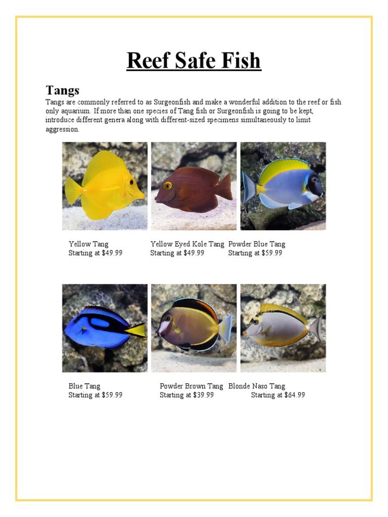 Reef Safe Fish | PDF | Aquarium | Fish