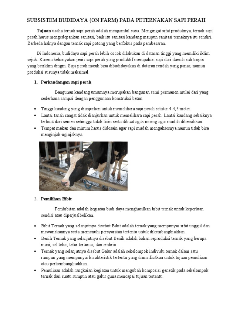 Budidaya Sapi | PDF | Kesehatan Holistik