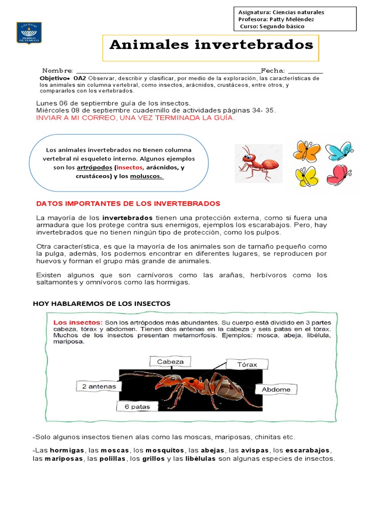 Ciencias 2° - Animales-Invertebrados - Conocimientos Previos | PDF ...