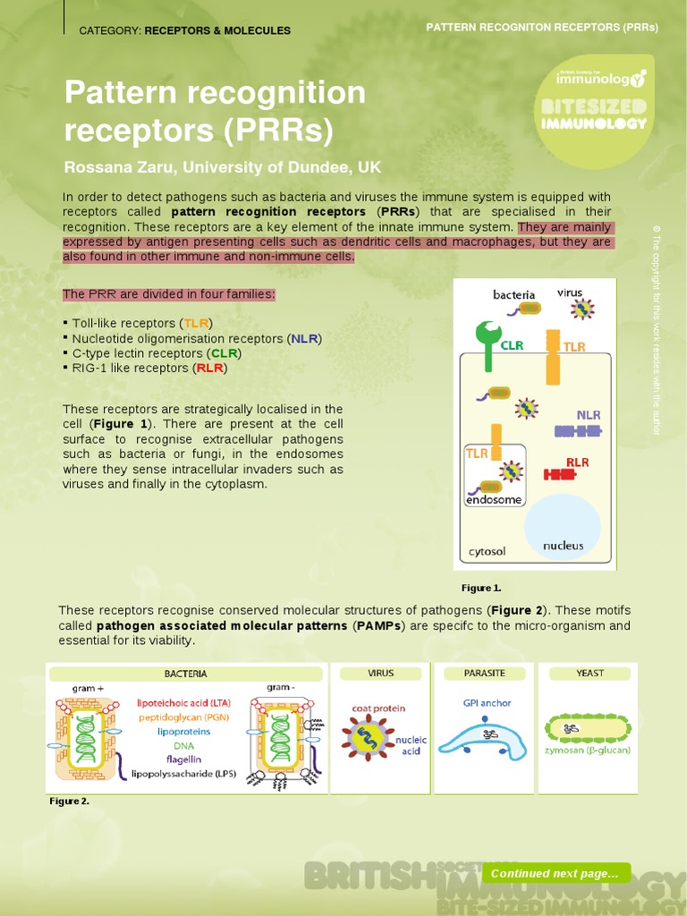 Pattern Recognition Receptors. PRRs | PDF | Toll Like Receptor | Immune System