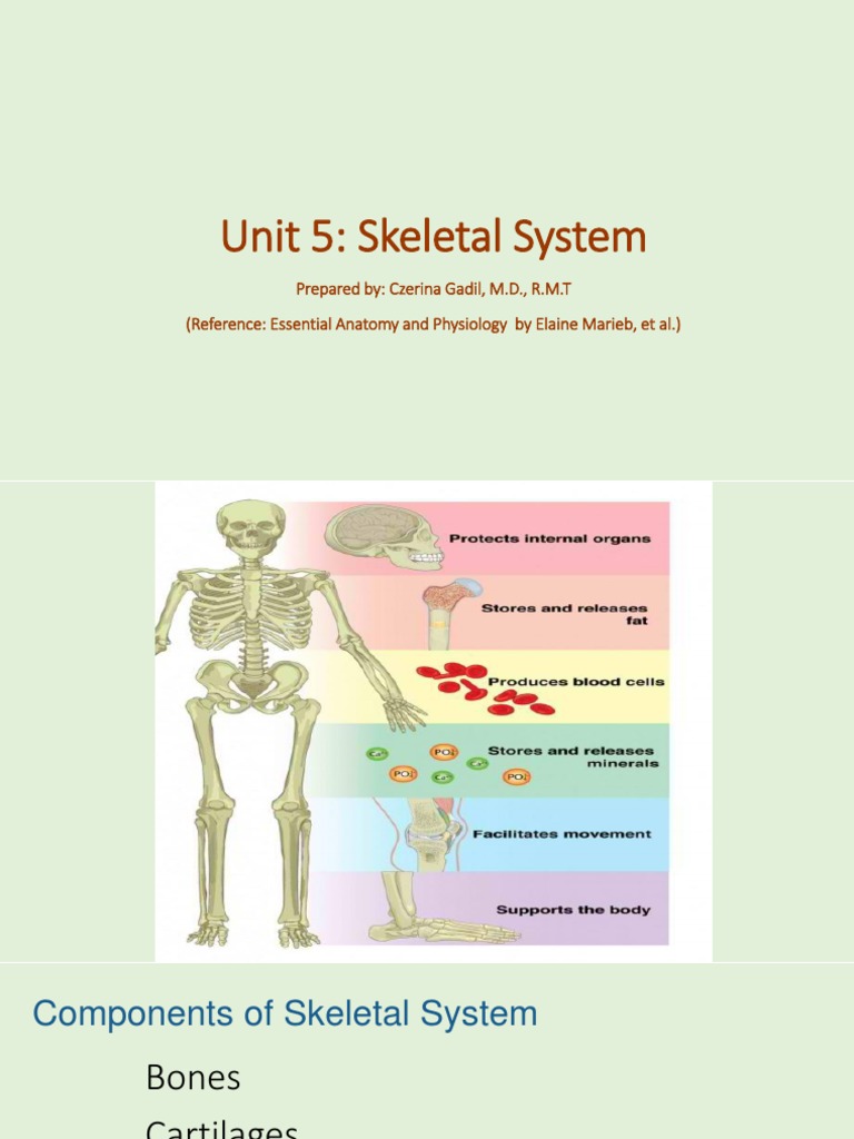 BSN1 Unit 5 Skeletal System | PDF | Bone | Skull