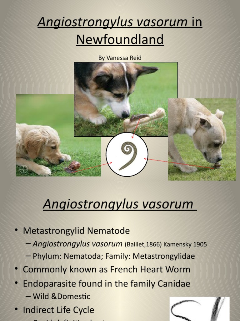 A. Vasorum Presentation | PDF | Zoology | Medical Specialties
