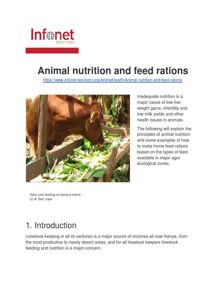 Animal Nutrition and Feed Rations: Dairy Cow Feeding On Banana Stems (C ...