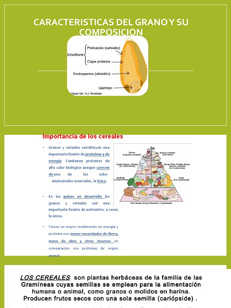 Caracteristicas Del Grano y Su Composicion | PDF | Cereales | Trigo
