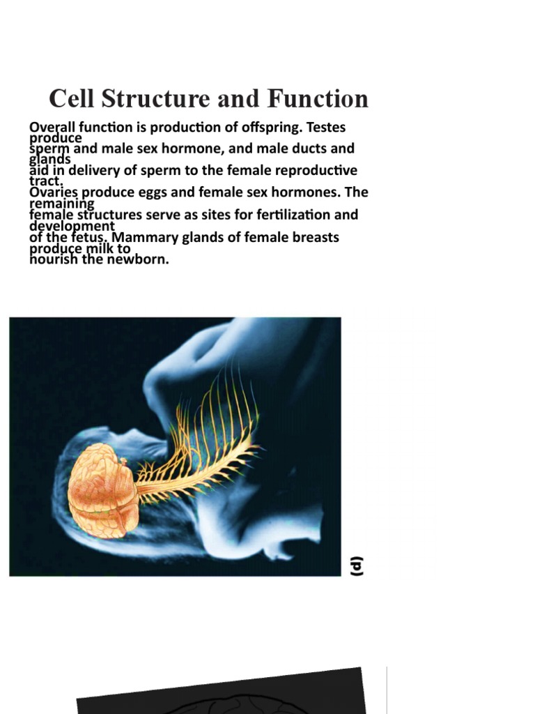 Overview of Cell Structure and Functions | PDF | Wellness