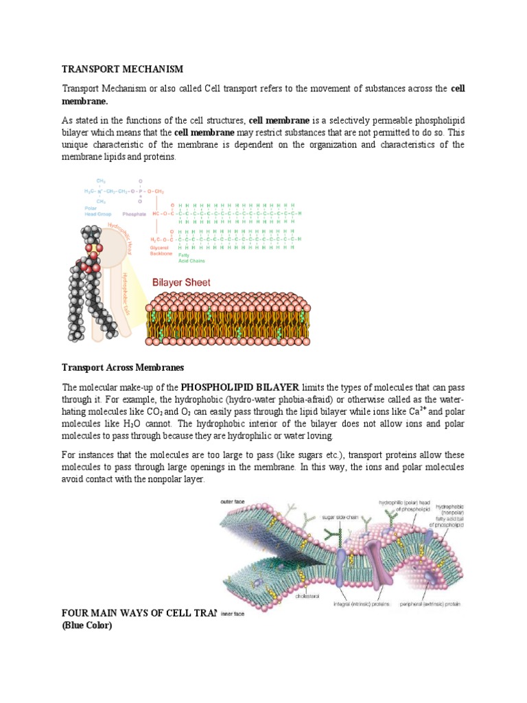 Transport Mechanism Membrane | PDF | Cell Membrane | Lipid Bilayer