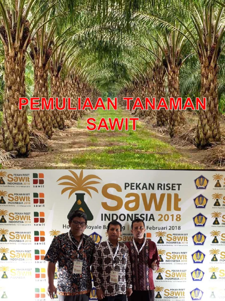 Pemuliaan Kelapa Sawit: Tenera vs Dura | PDF