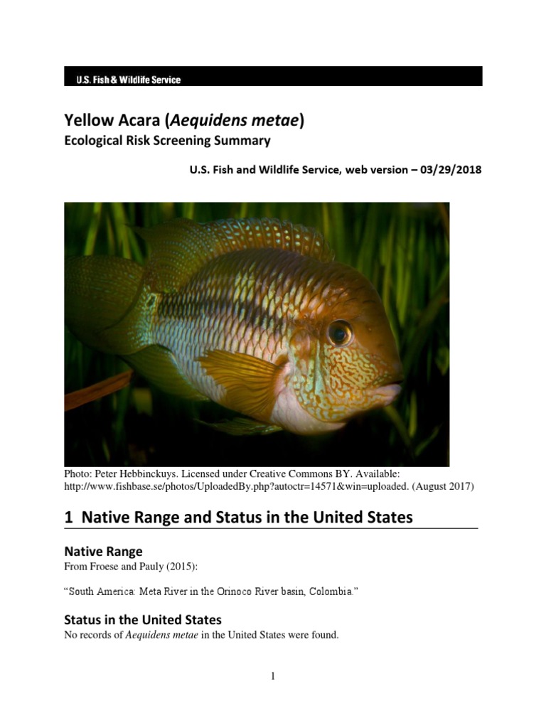 Yellow Acara (Aequidens Metae) : Ecological Risk Screening Summary ...