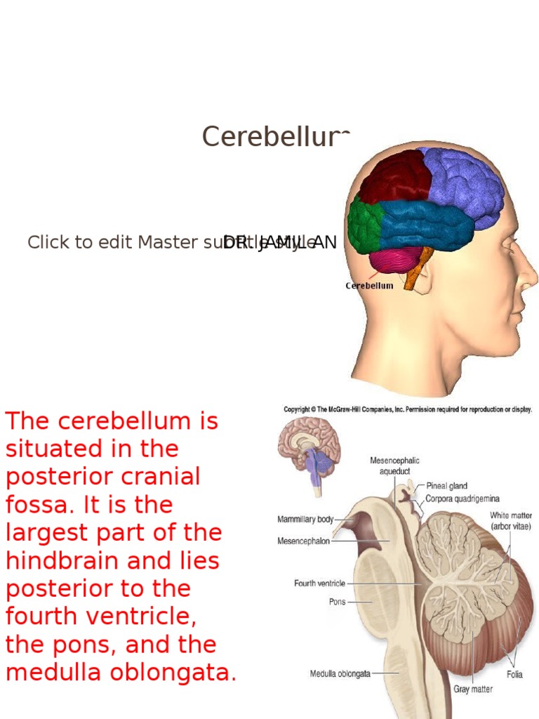 Cerebellum Anatomy Compress | PDF | Cerebellum | Neuroanatomy