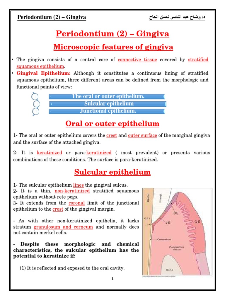 Periodontium (2) - Gingiva: Microscopic Features of Gingiva | PDF ...