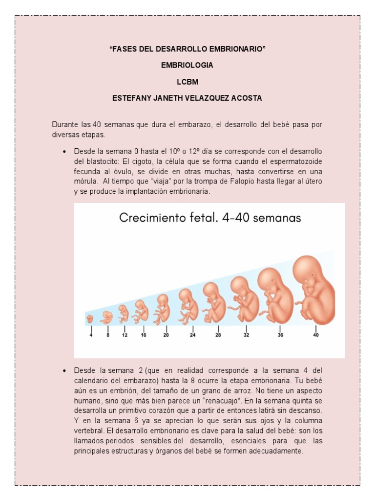 Embriologia-Fases Del Desarrollo Embrionario | PDF | El embarazo | Placenta