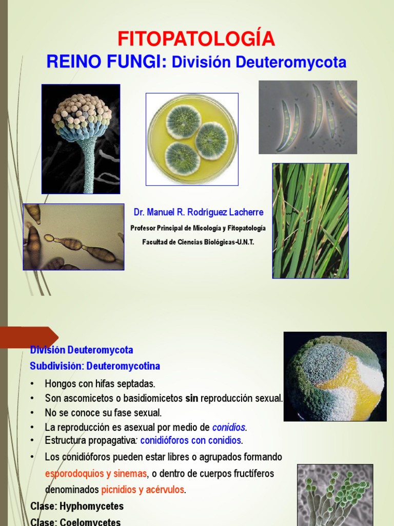 Fitopatología. Reino Fungi. División Deuteromycota | PDF | Hongo | Hoja