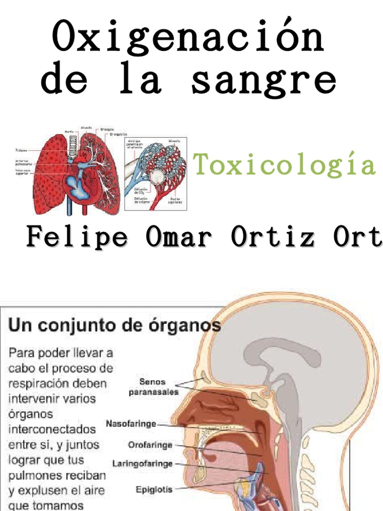 Oxigenacion de La Sangre | PDF | Sistema circulatorio | Pulmón