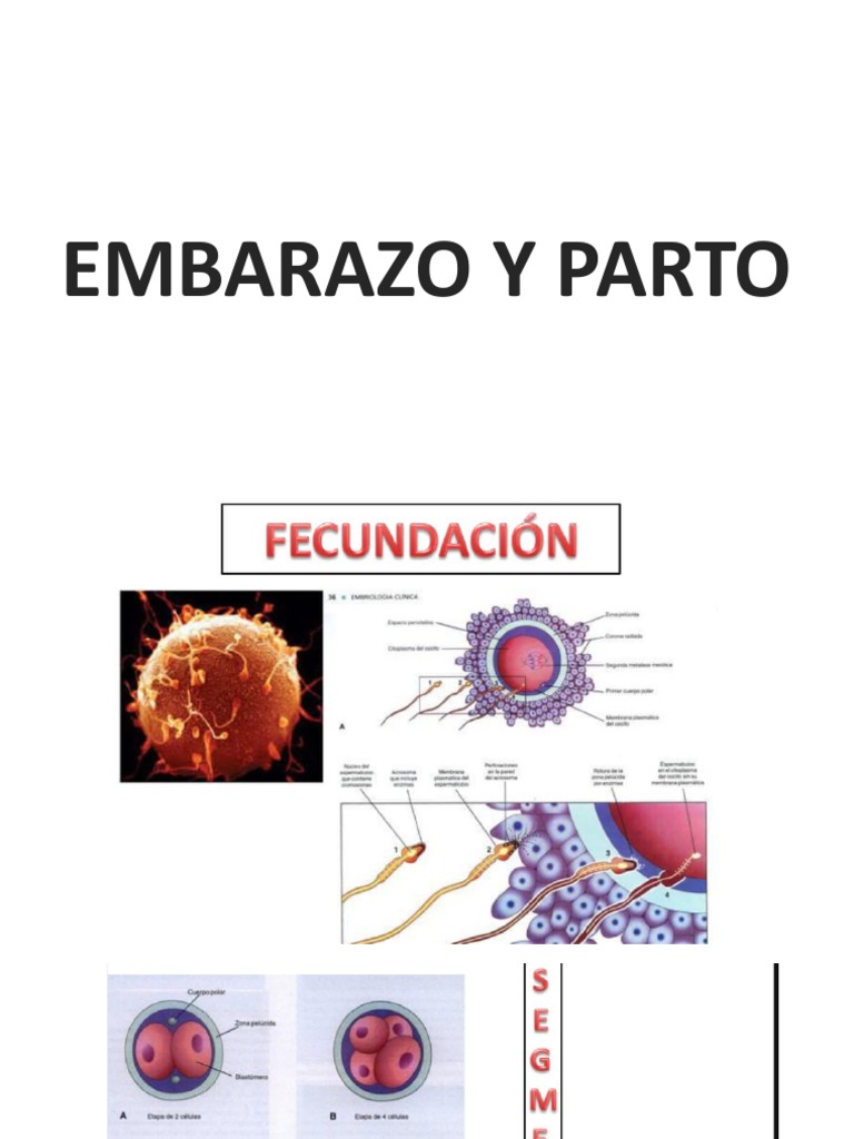 Diapositivas Embarazo y Parto | PDF
