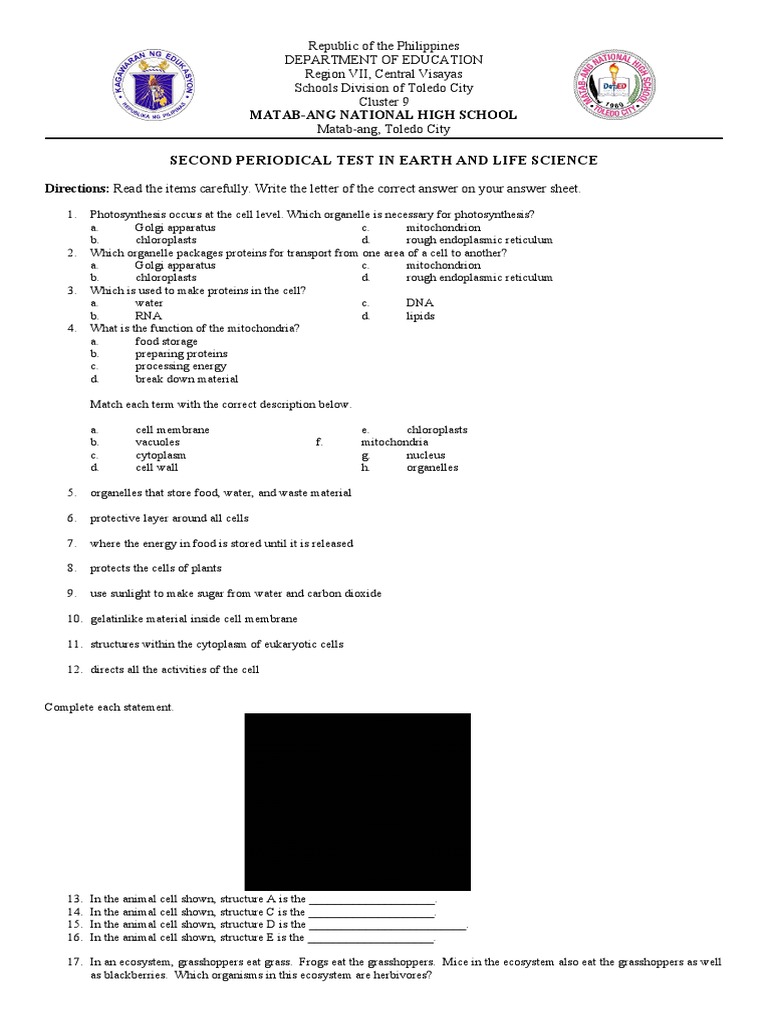 Second Quarter Examination | PDF | Cell (Biology) | Cellular Respiration