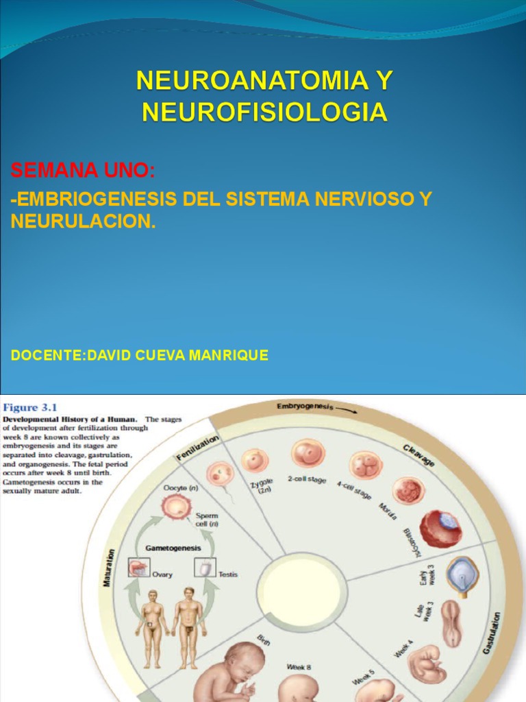 Semana 1-Embriologia Del SN y Neurulacion | PDF | Cerebro | Neurociencia