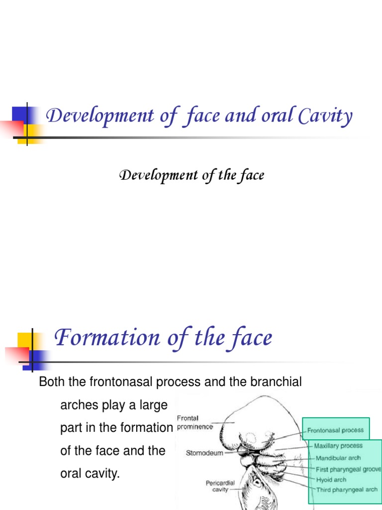 Development of Face and Oral Cavity 12042015 | PDF | Tongue | Human Nose