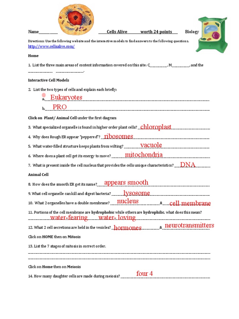 Kami Export - Cells Alive Webquest | PDF | Cell (Biology) | Eukaryotes