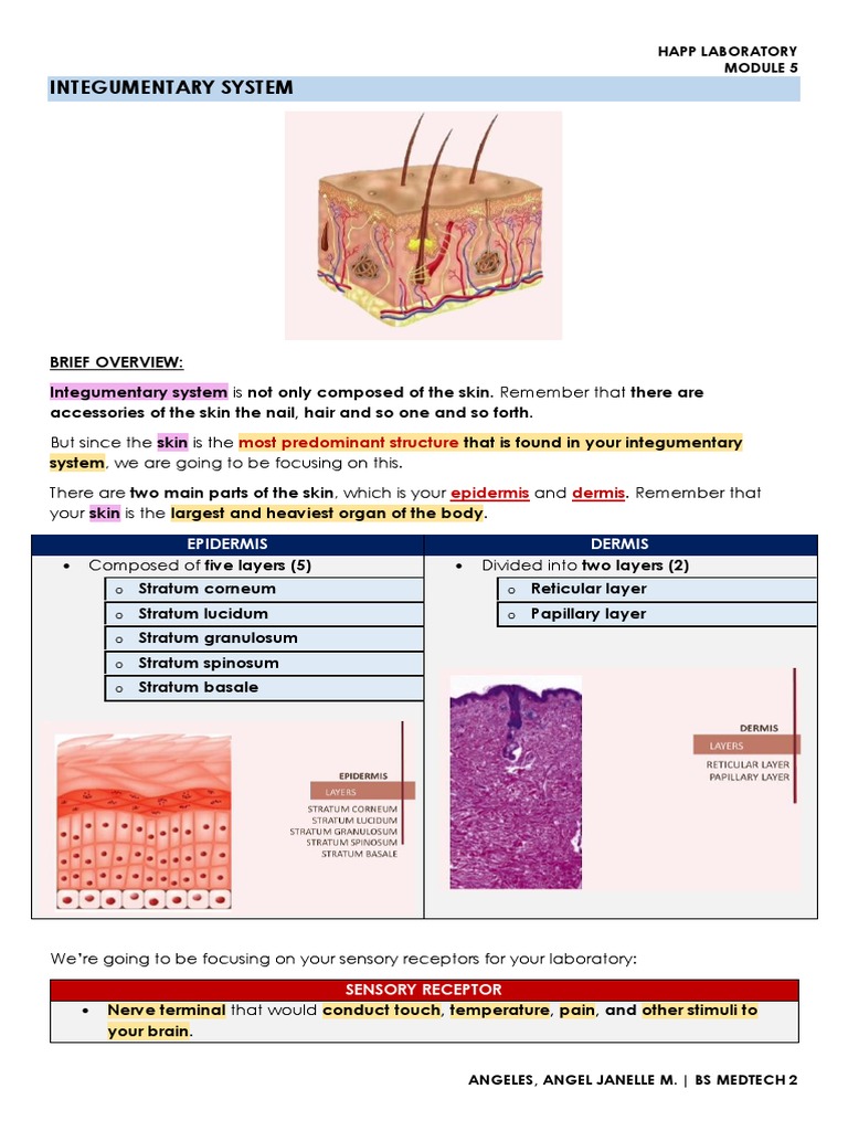 Integumentary System Sensory Receptors Pdf Integumentary System Skin